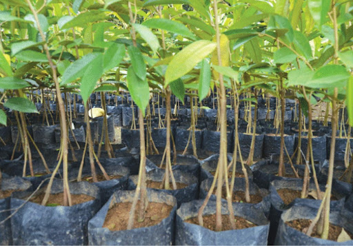 Pokok Durian: Panduan Penjagaan Yang Tepat