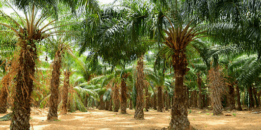Baja Terbaik Untuk Sawit Supaya Berbuah Lebat Dan Berganda
